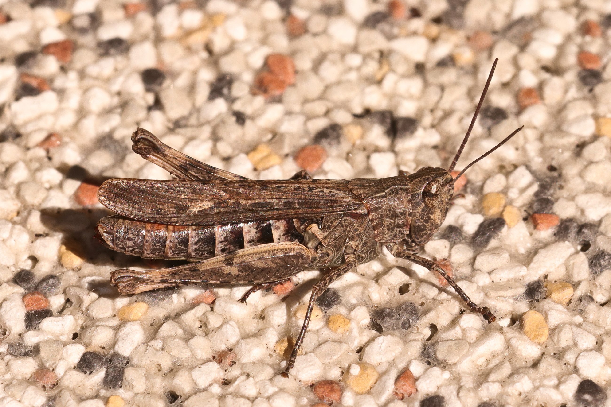 Zikaden, Grillen, Heuschrecken | Tierführer für heimische Tiere