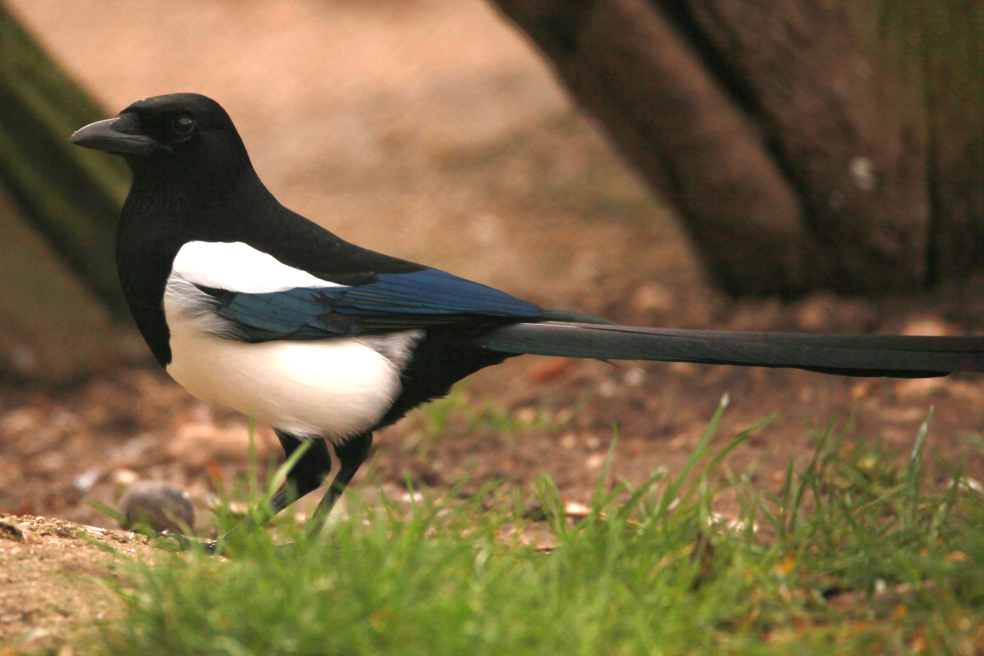 Elster | Tierführer für heimische Tiere