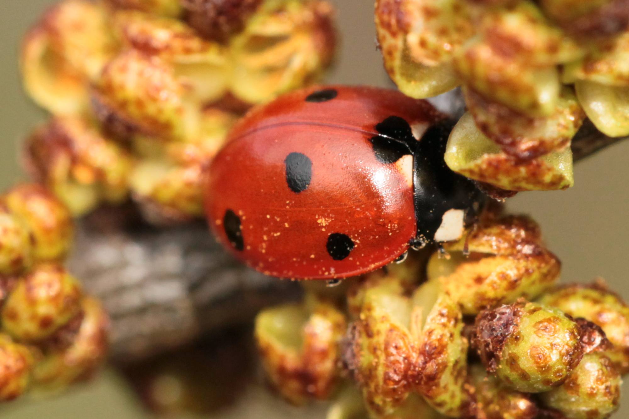 Marienkäfer | Tierführer für heimische Tiere