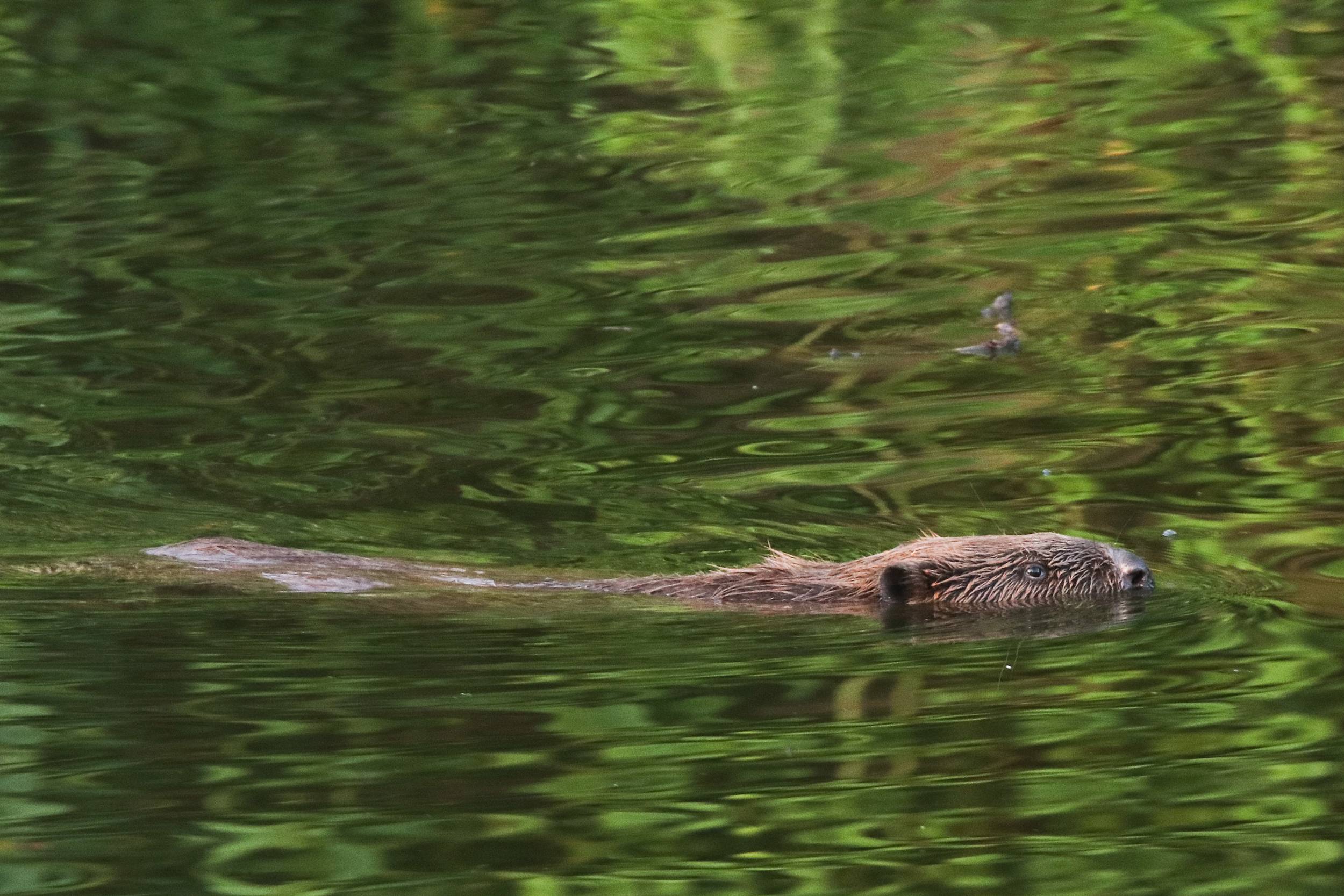 Biber | Tierführer für heimische Tiere