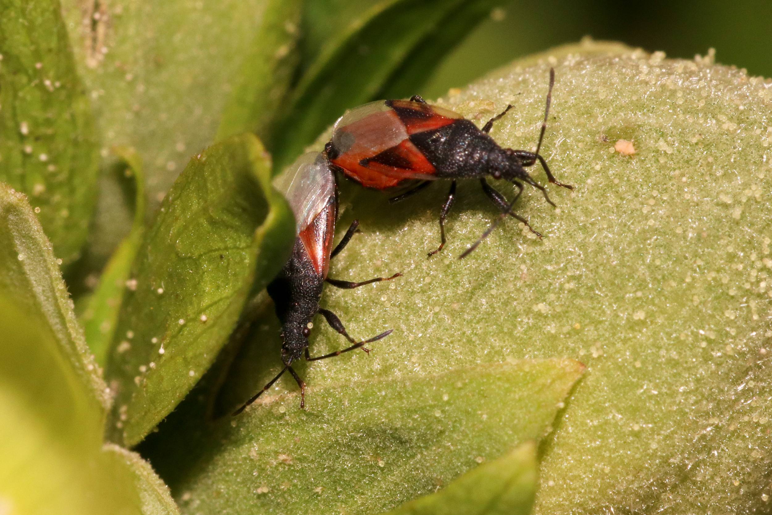 Lindenwanze | Tierführer für heimische Tiere