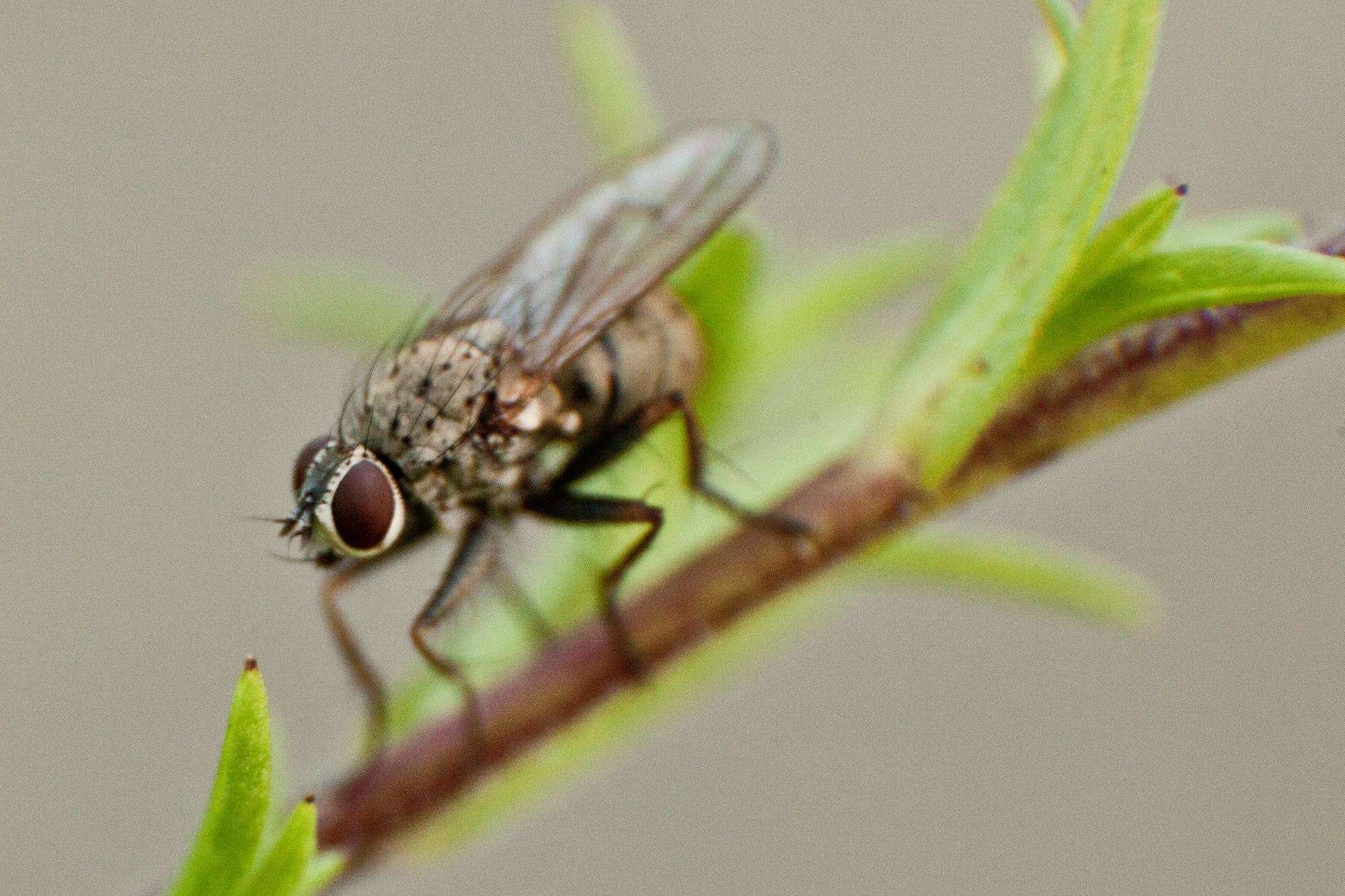 Räuberische Fliege | Tierführer für heimische Tiere