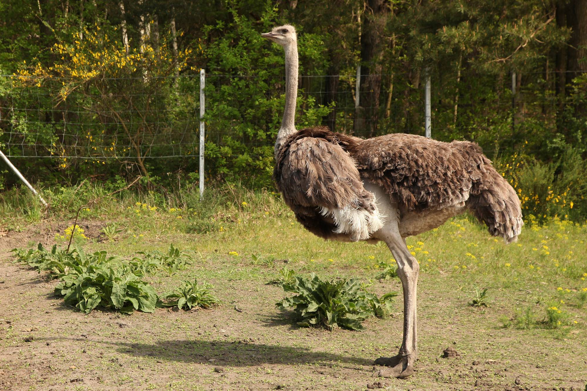 Afrikanischer Strauß | Tierführer für heimische Tiere