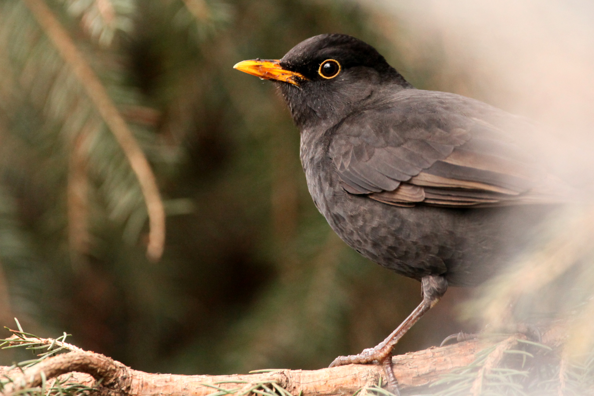 Amsel Vögel Verschließen | Wann und wie lange brüten Amseln? Alle Infos ...