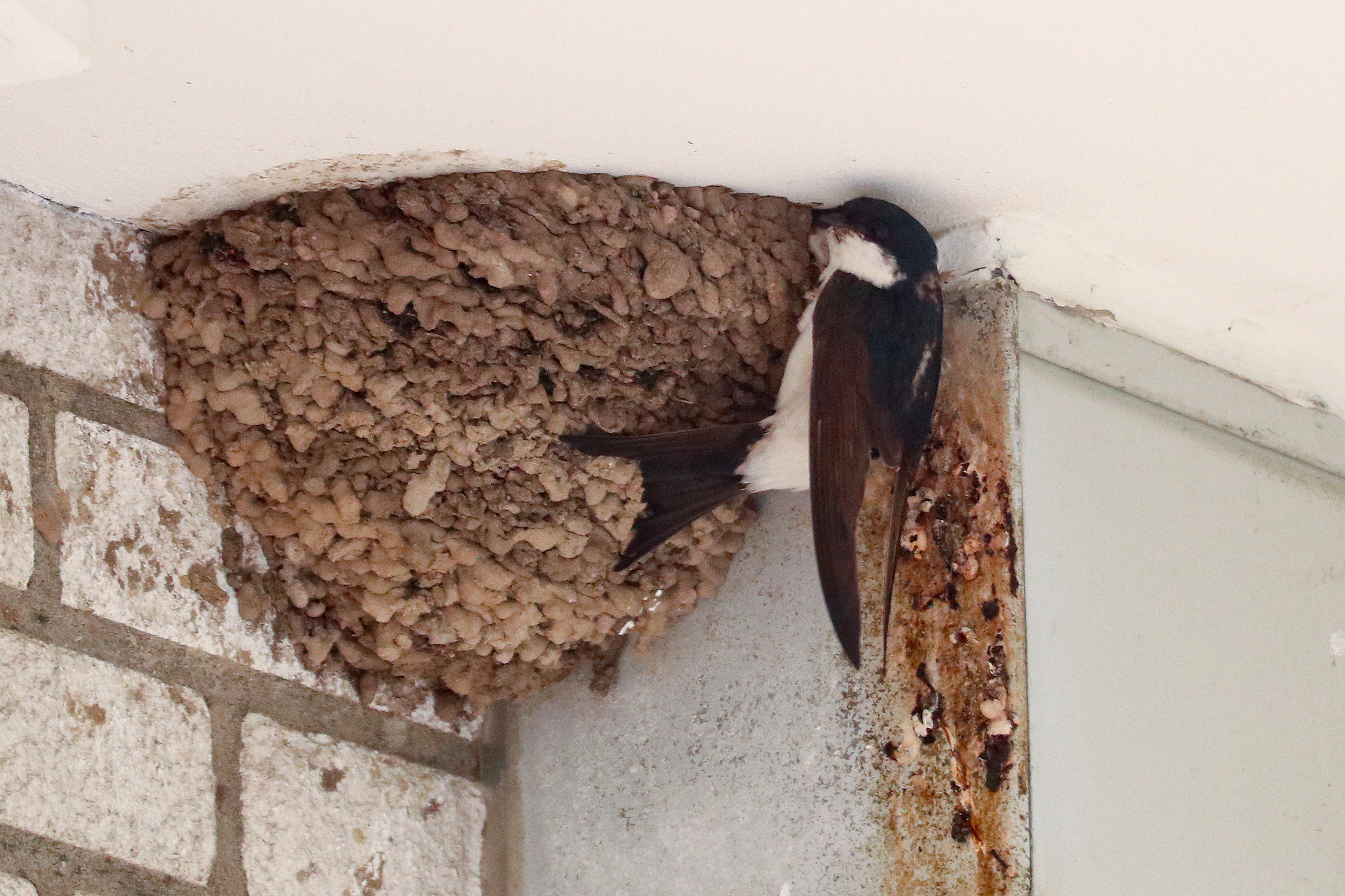 Mehlschwalbe | Tierführer für heimische Tiere