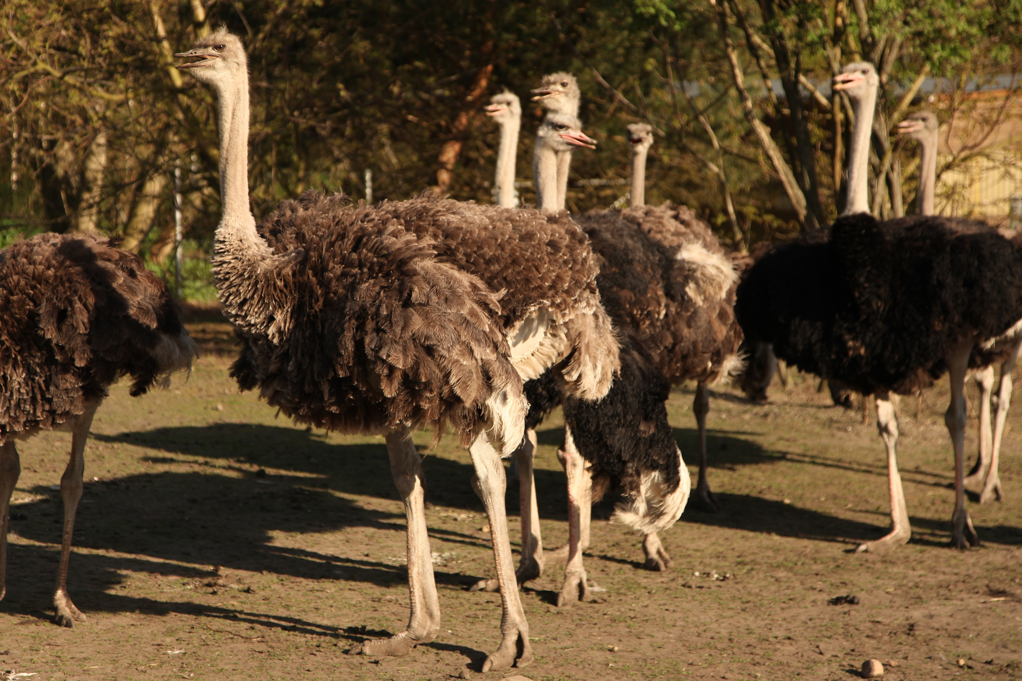 Afrikanischer Strauß | Tierführer für heimische Tiere