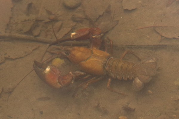 Krebstiere | Tierführer für heimische Tiere