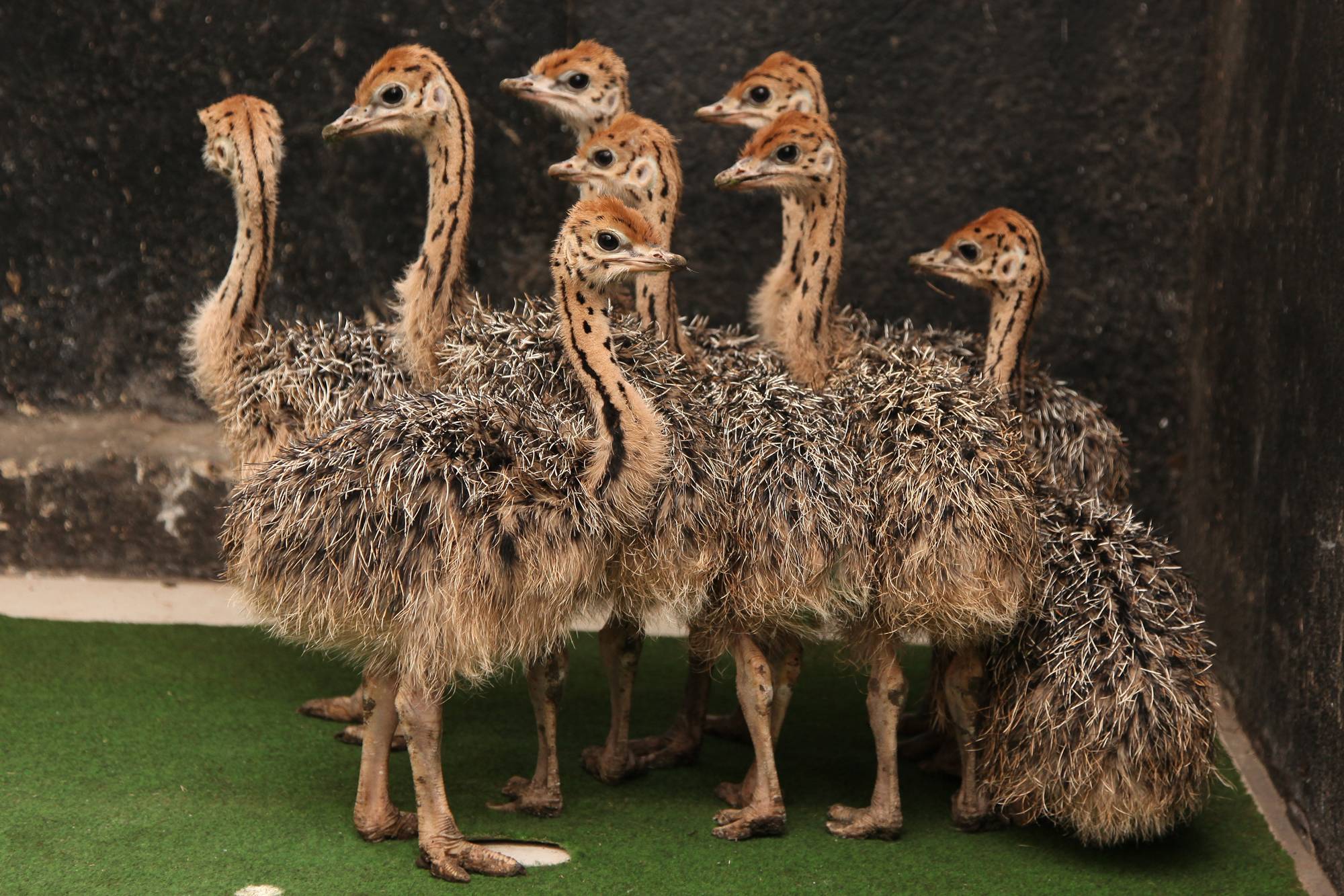 Afrikanischer Strauß | Tierführer für heimische Tiere