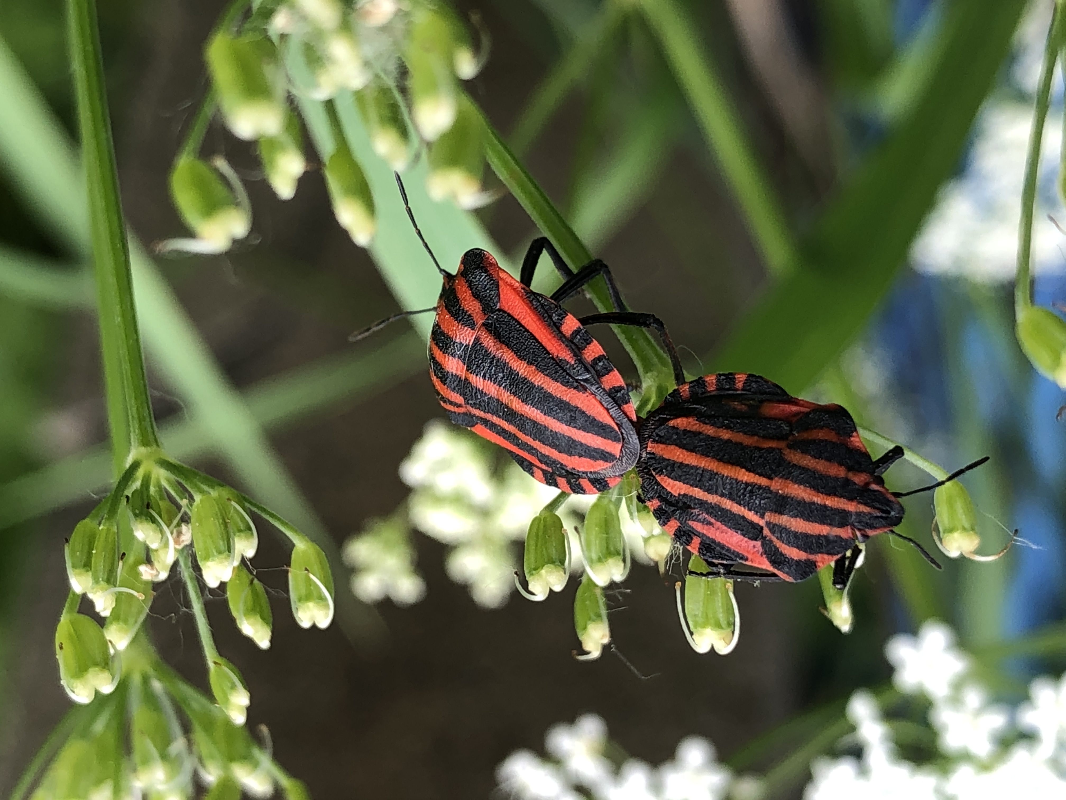 Wanzen | Tierführer für heimische Tiere