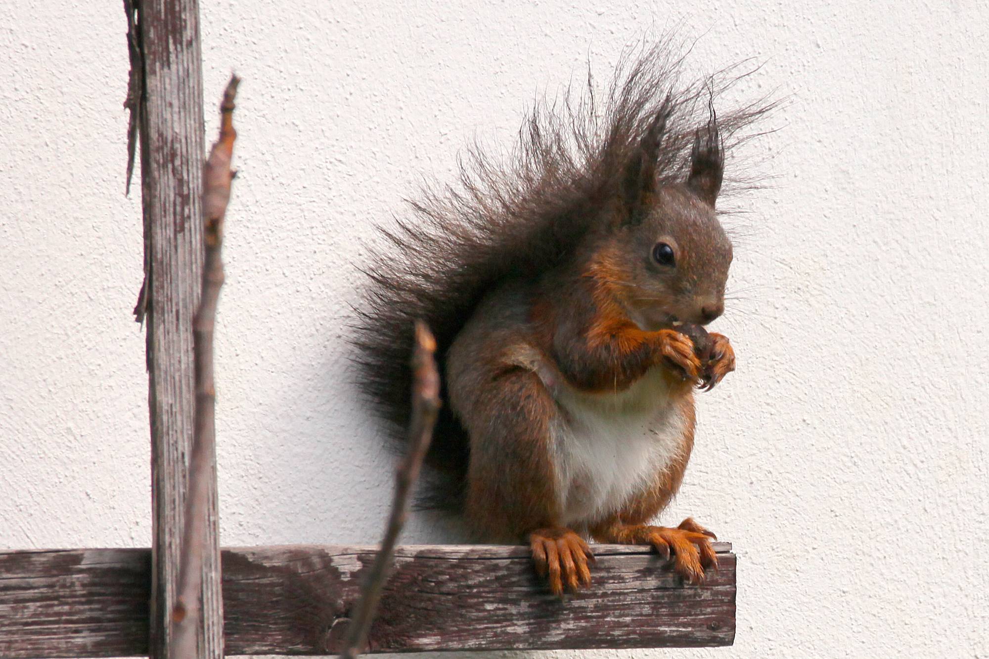 Eichhörnchen | Tierführer für heimische Tiere