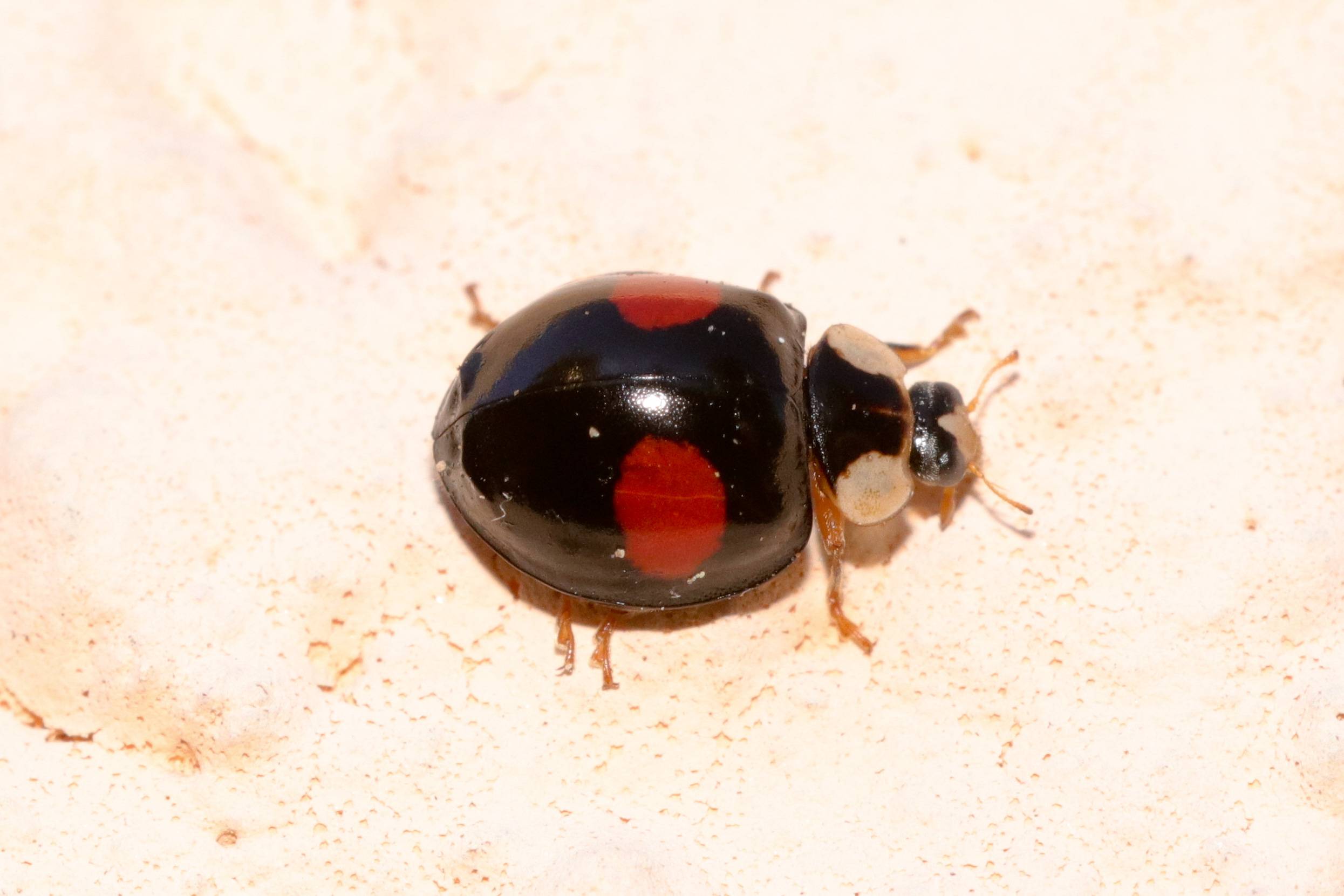 Zweipunkt-Marienkäfer | Tierführer für heimische Tiere
