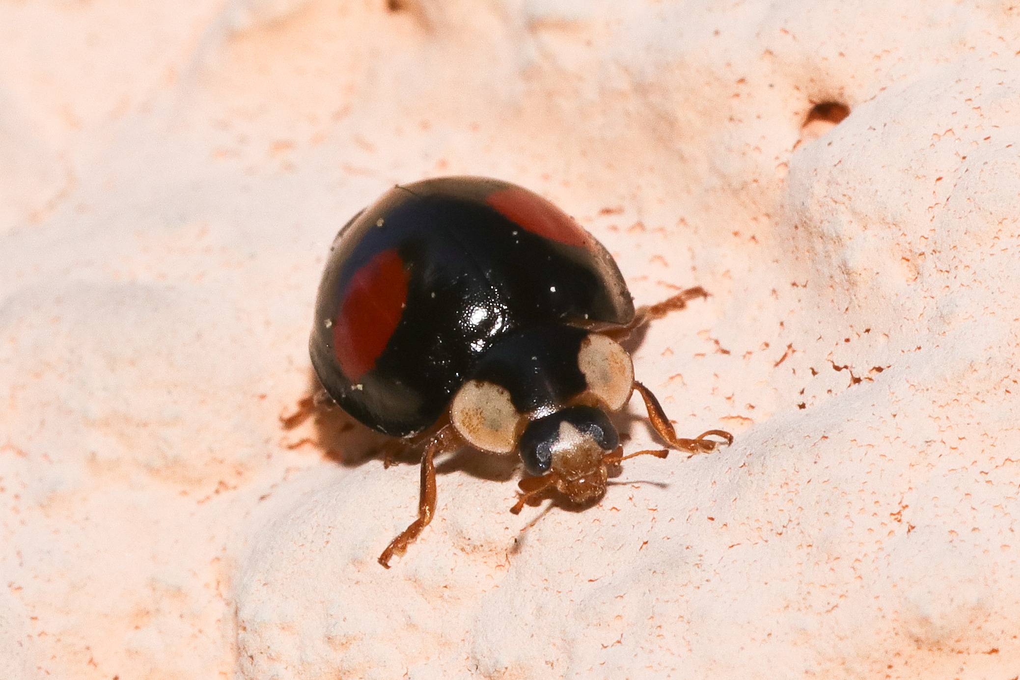 Zweipunkt-Marienkäfer | Tierführer für heimische Tiere
