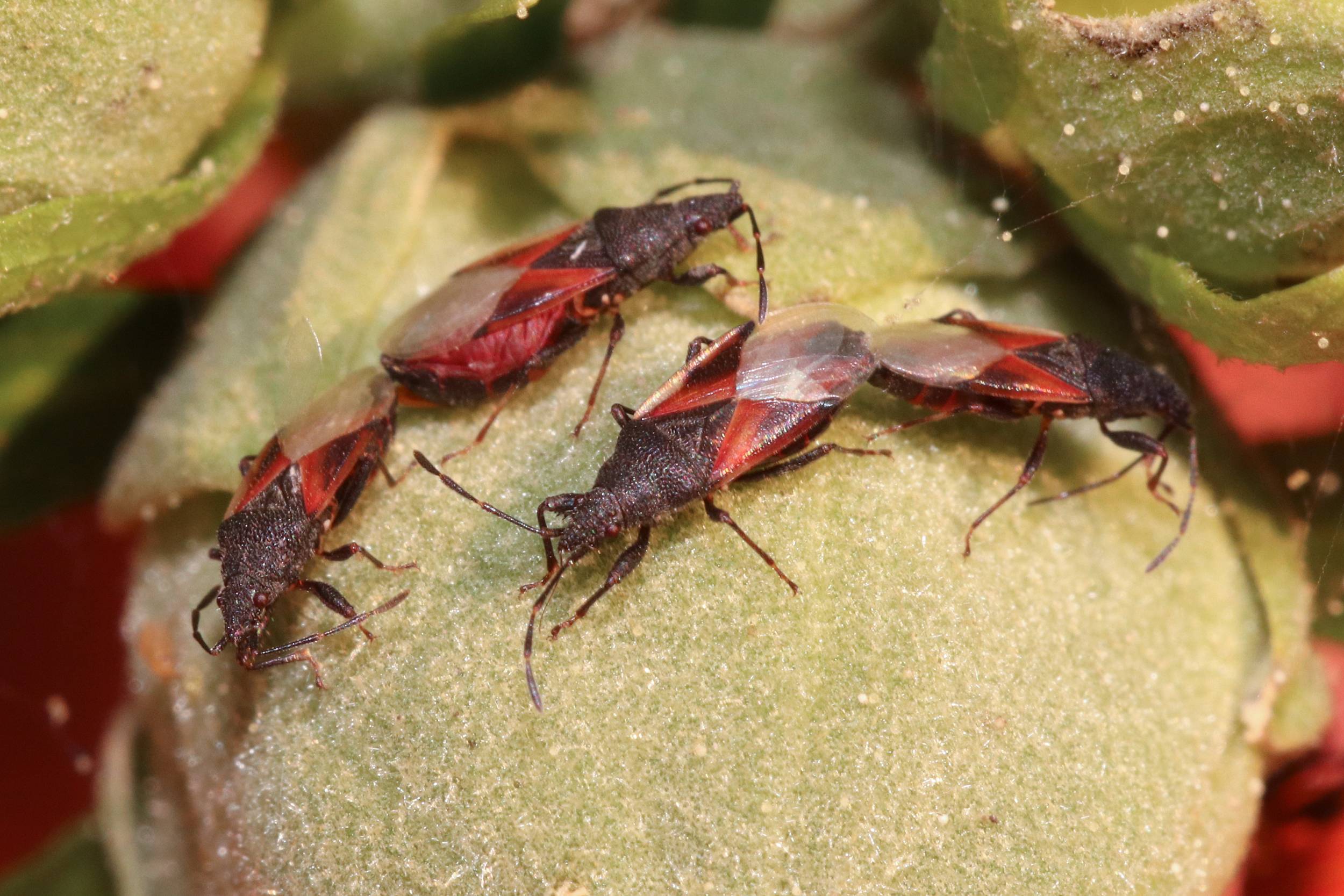 Lindenwanze | Tierführer für heimische Tiere