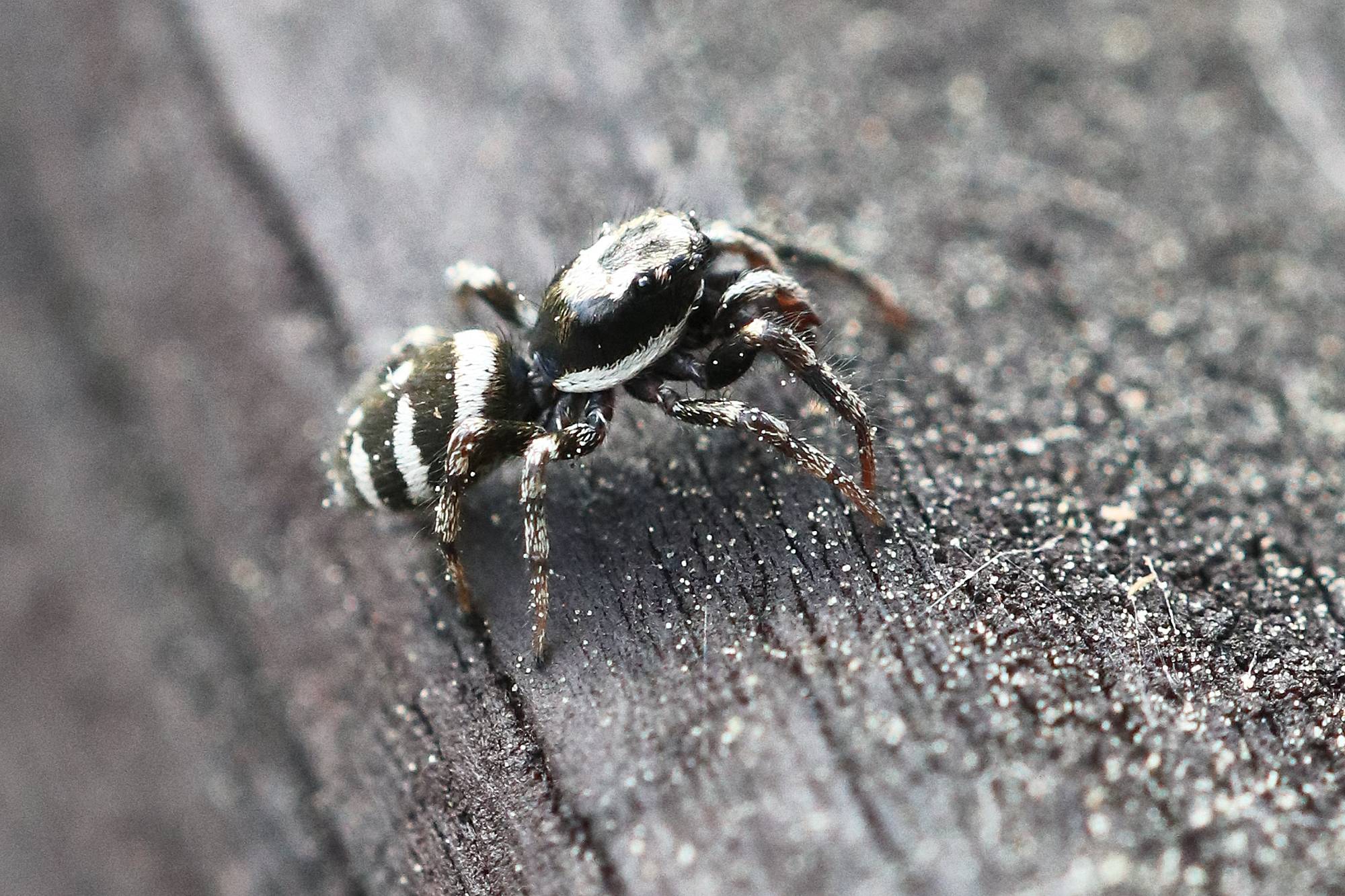 Zebraspringspinne | Tierführer für heimische Tiere