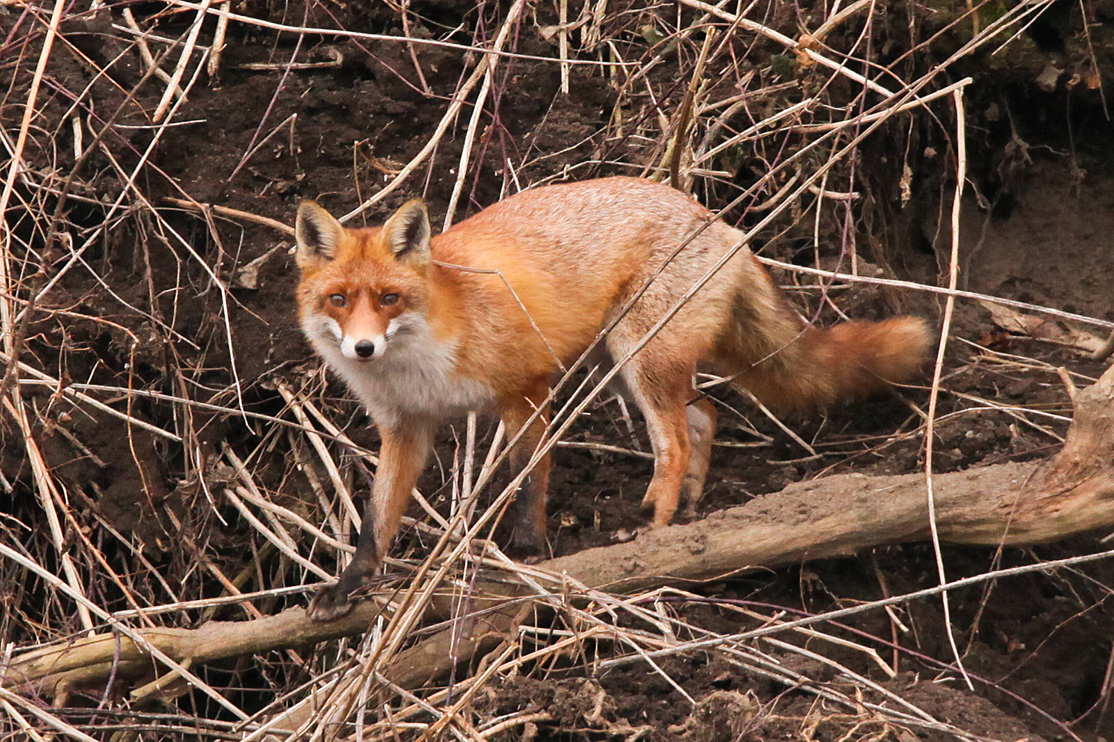 Rotfuchs | Tierführer für heimische Tiere