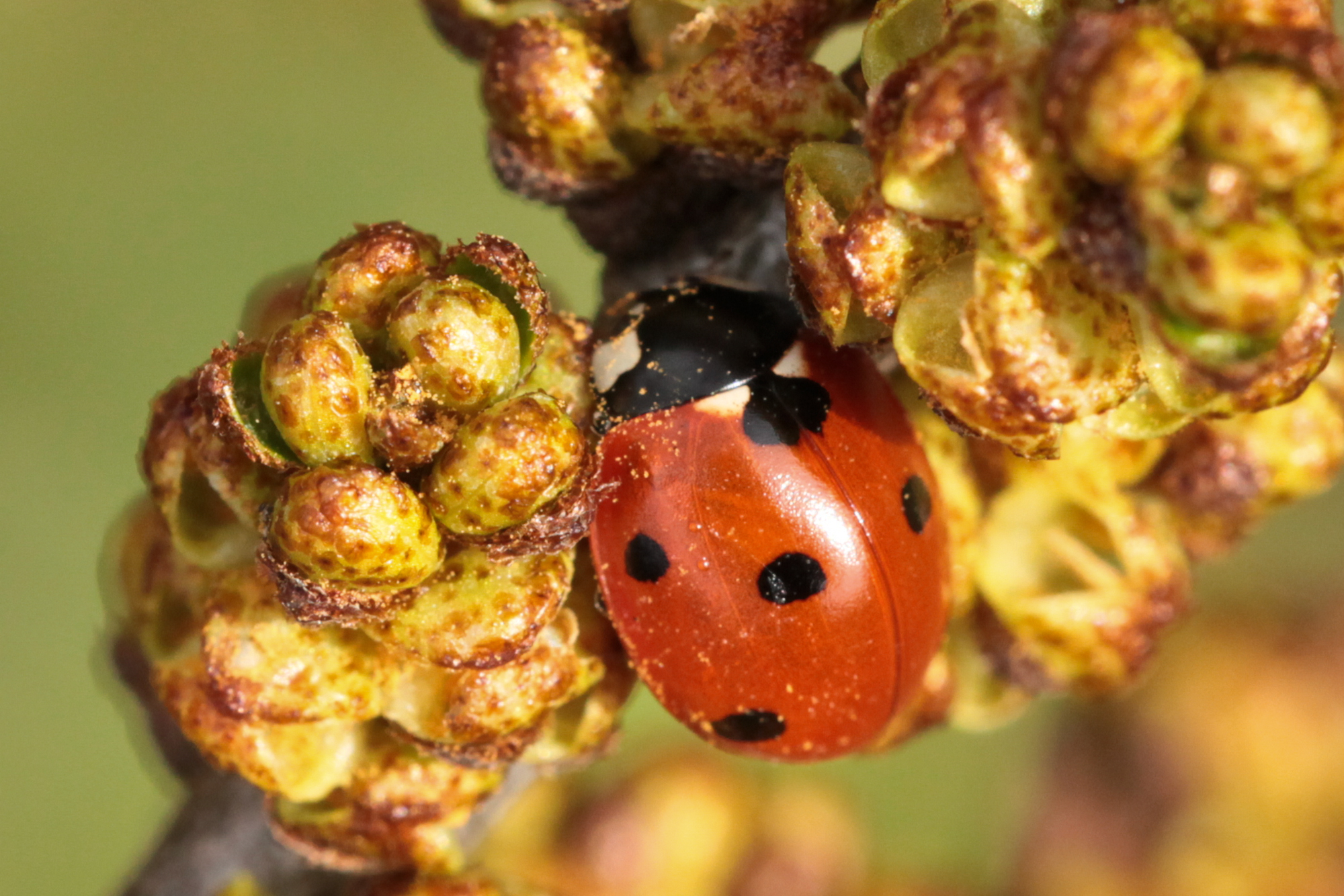 Marienkäfer | Tierführer für heimische Tiere